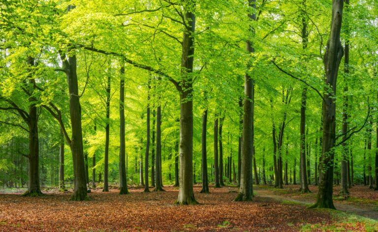 Forestry Optional for IFoS Mains Exam: Syllabus & Strategy Guide